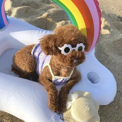 Petopia Lunettes de soleil pour petits chiens pas cher