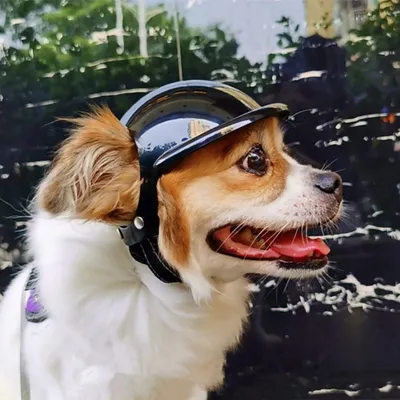 Petopia Casque de moto pour animaux de compagnie pas cher